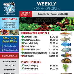 Canadian Weekly Flyers | Flyers Online