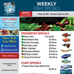 Canadian Weekly Flyers | Flyers Online
