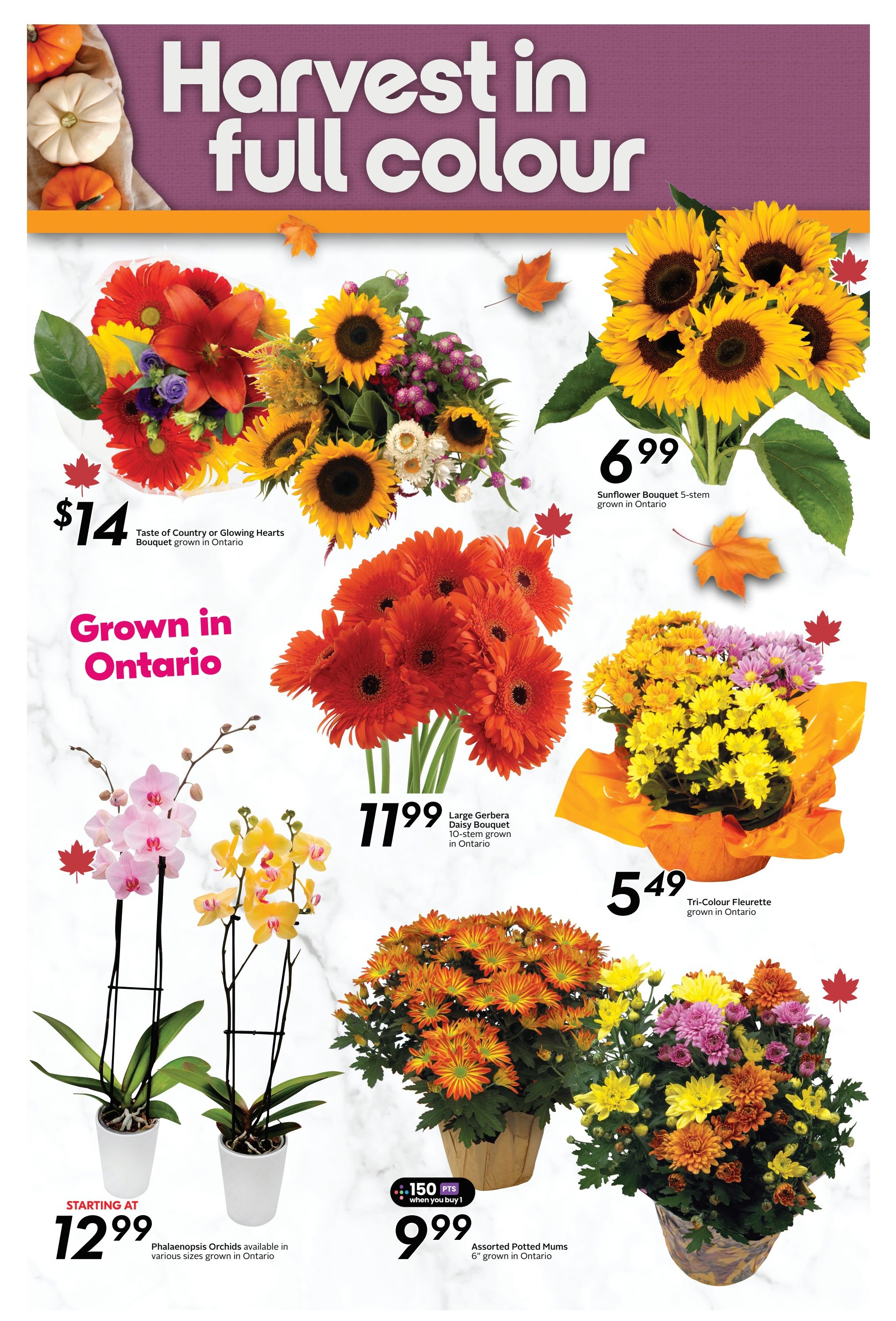 Sobeys Ontario Weekly Flyers | Flyers Online